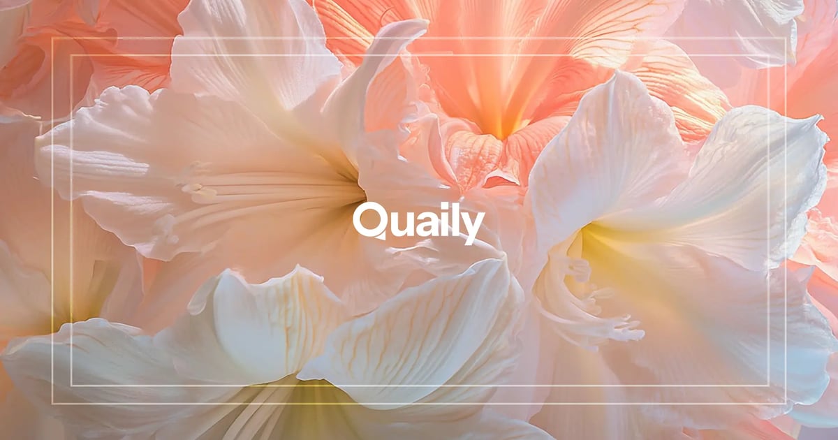 🐦 Quaily 的替代品 | Quaily 中文